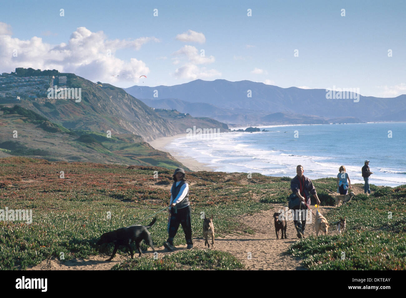 Walking dogs at Fort Funston, San Francisco, California Stock Photo - Alamy