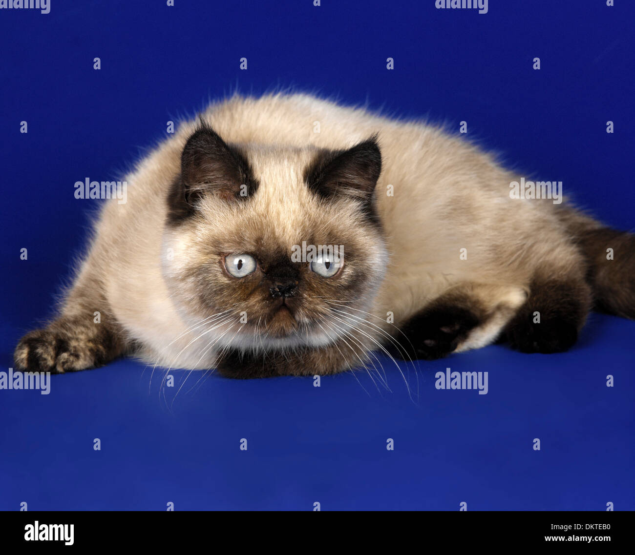 Chocolate Tabby persian Kitten Stock Photo - Alamy