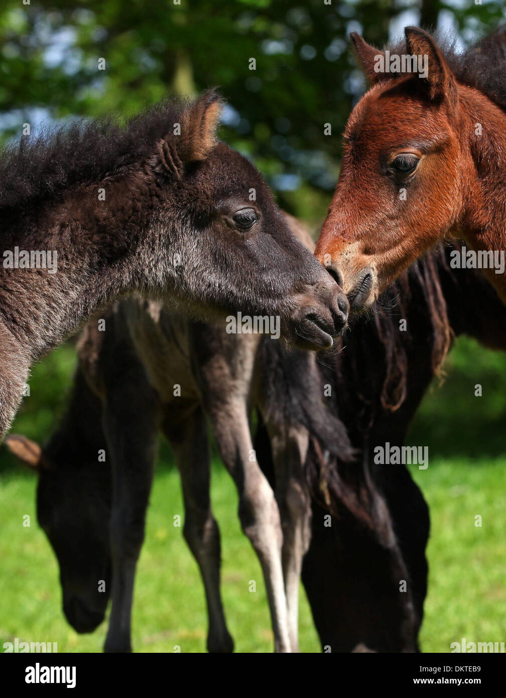 Three Skyrian foals that are one of the rarest breeds in the world have ...