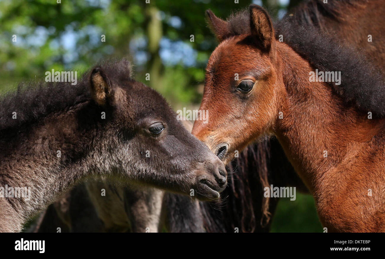 Three Skyrian foals that are one of the rarest breeds in the world have ...