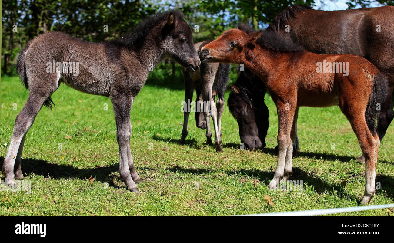 Three Skyrian foals that are one of the rarest breeds in the world have ...