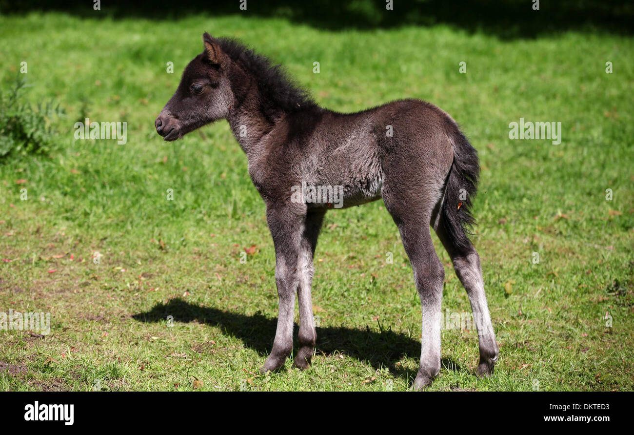 Skyrian pony hi-res stock photography and images - Alamy