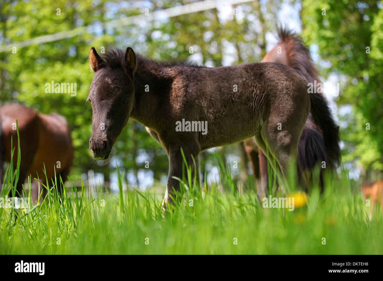 Three Skyrian foals that are one of the rarest breeds in the world have ...