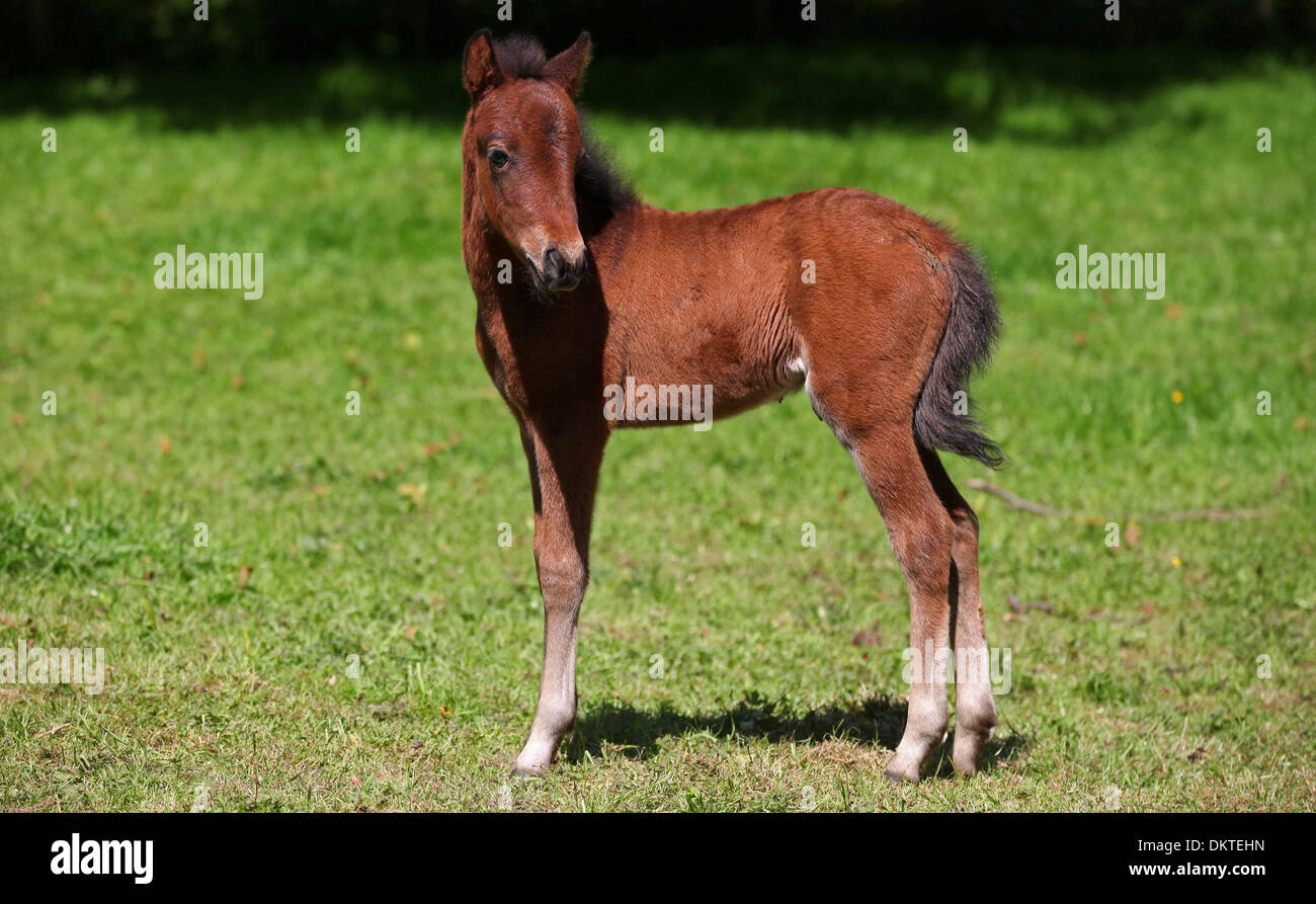 Rarest breeds of horse hi-res stock photography and images - Alamy