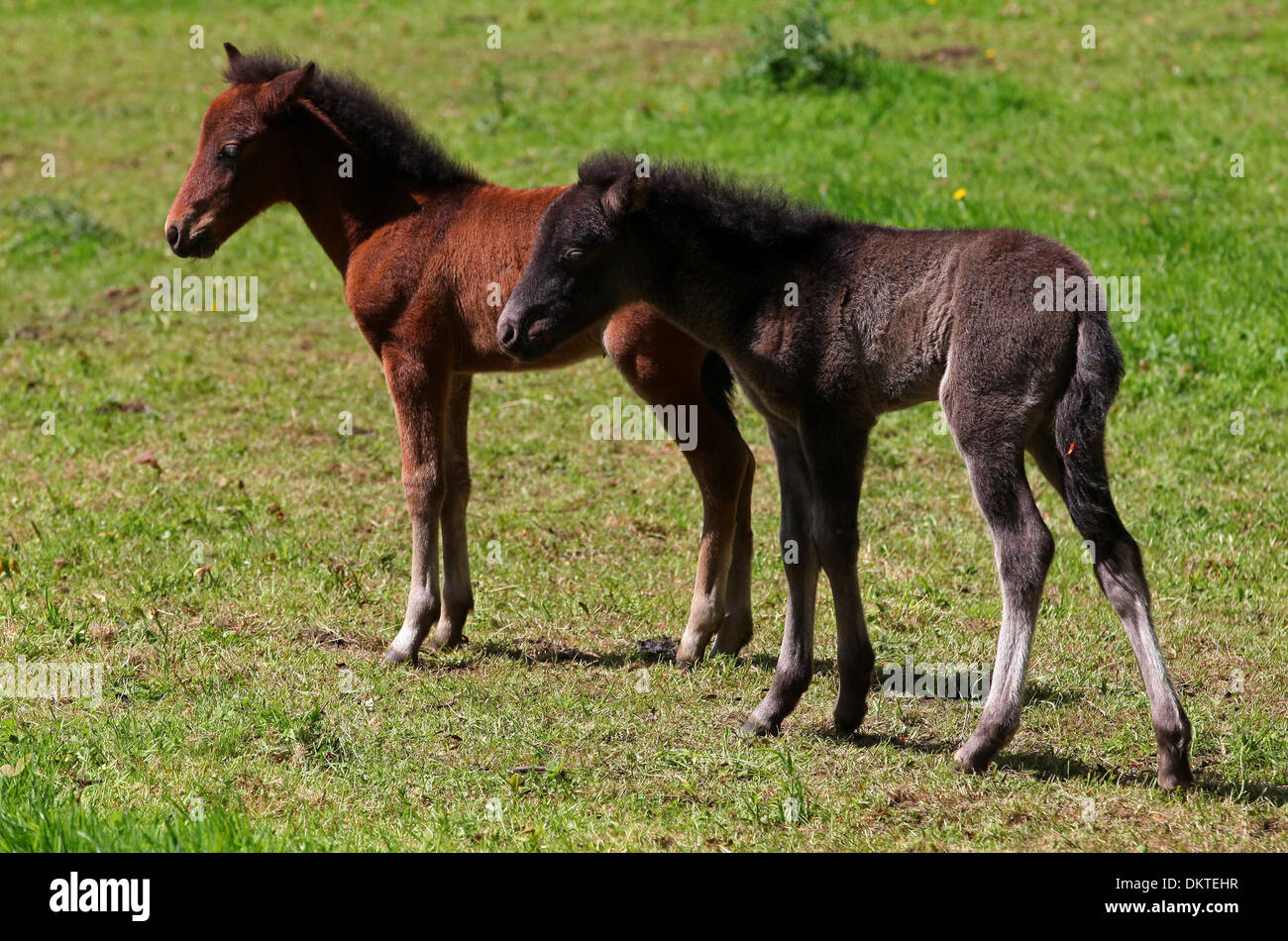 Skyrian pony hi-res stock photography and images - Alamy