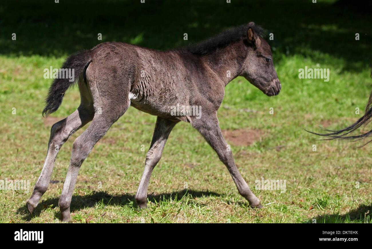 Three Skyrian foals that are one of the rarest breeds in the world have ...