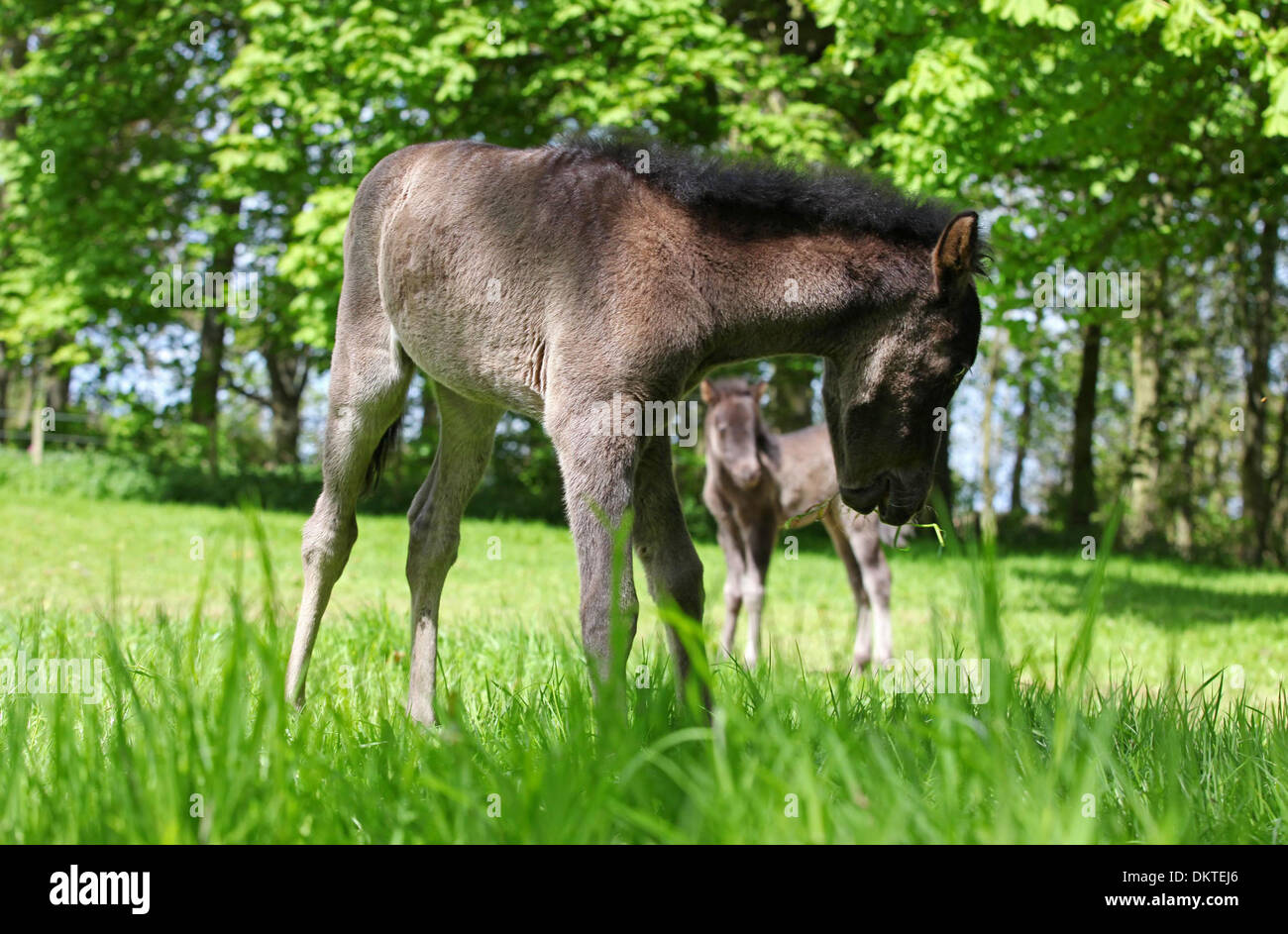 Rarest breeds of horse hi-res stock photography and images - Alamy