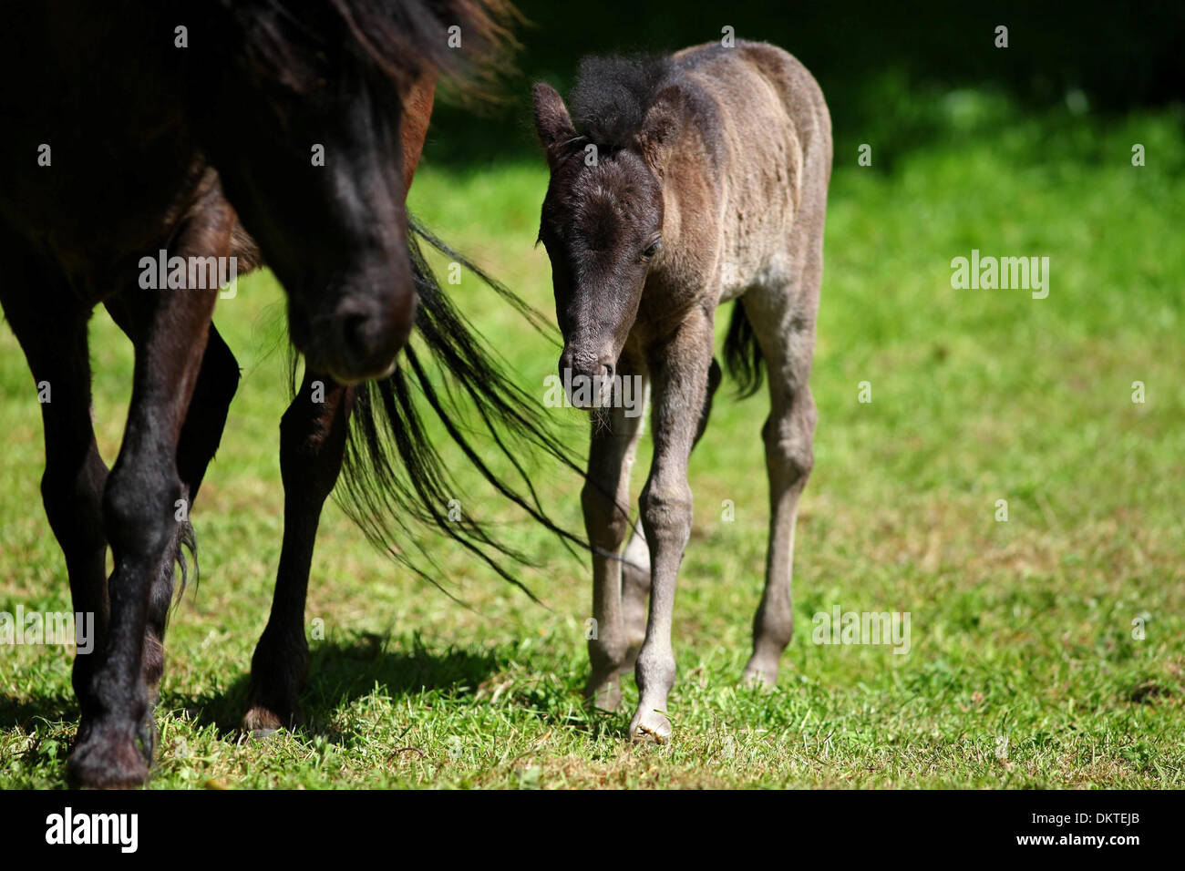 Three Skyrian foals that are one of the rarest breeds in the world have ...