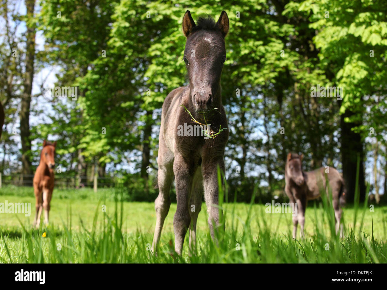 Three Skyrian foals that are one of the rarest breeds in the world have ...
