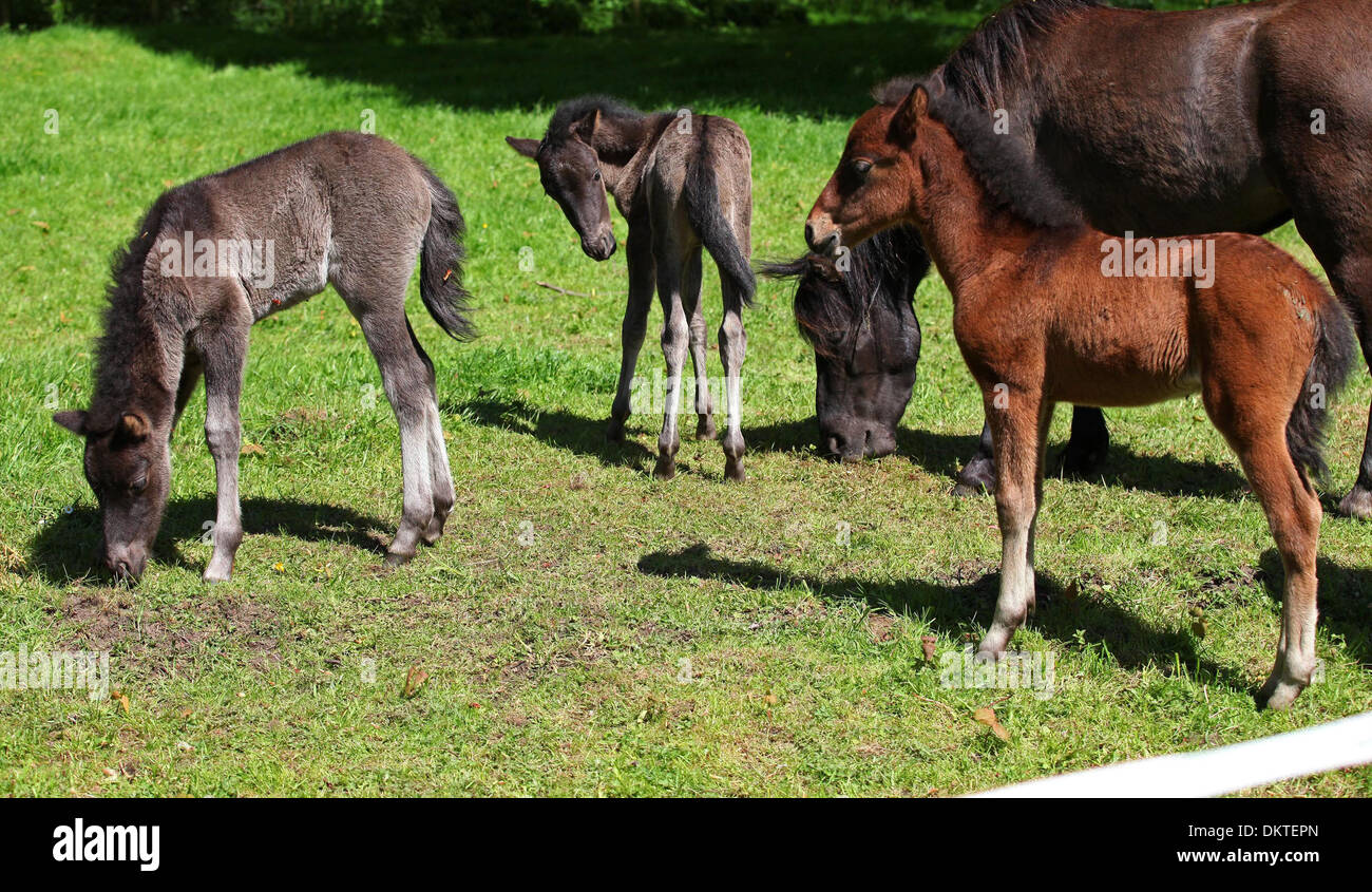 Skyrian pony hi-res stock photography and images - Alamy