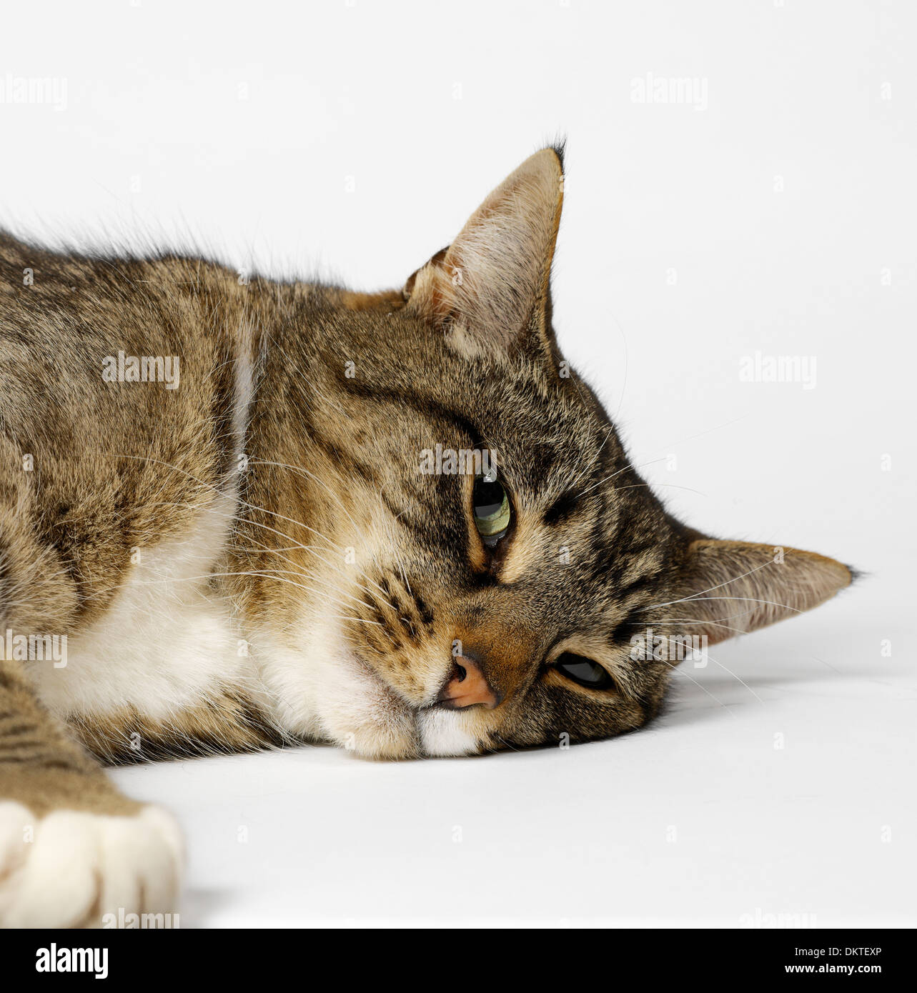 Cat Lying down Stock Photo - Alamy