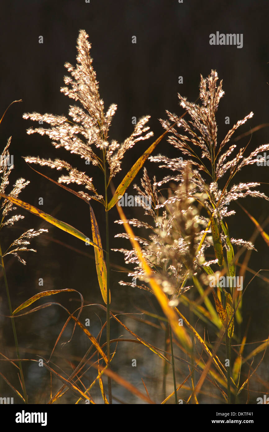 Backlit reeds (Phragmites) at St. Aidans Country Park, near Castleford ...
