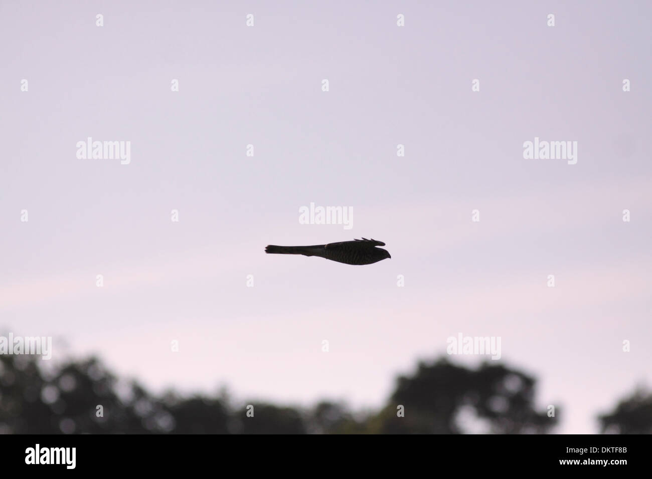 Sparrowhawk flight uk hi-res stock photography and images - Alamy