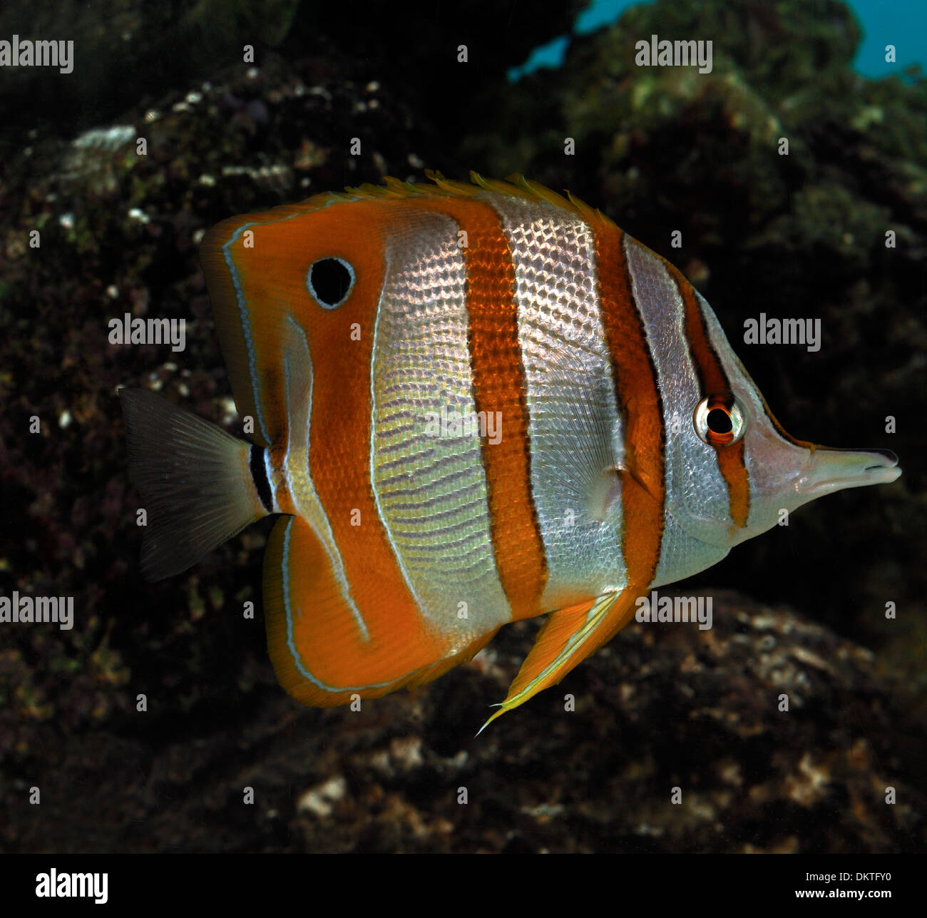 Copper banded Angel Fish Stock Photo - Alamy