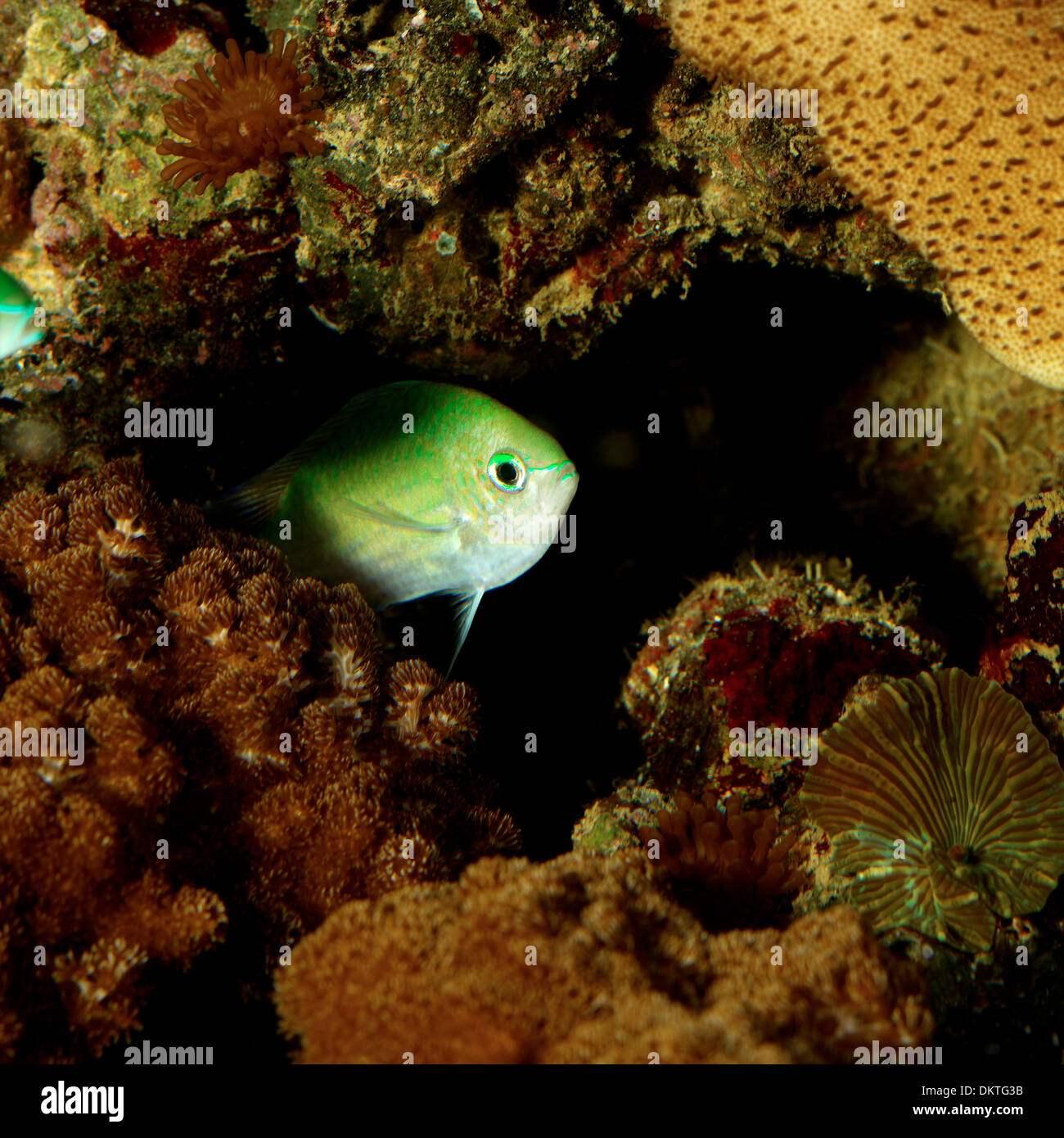 Fish sheltering in coral reef Stock Photo - Alamy