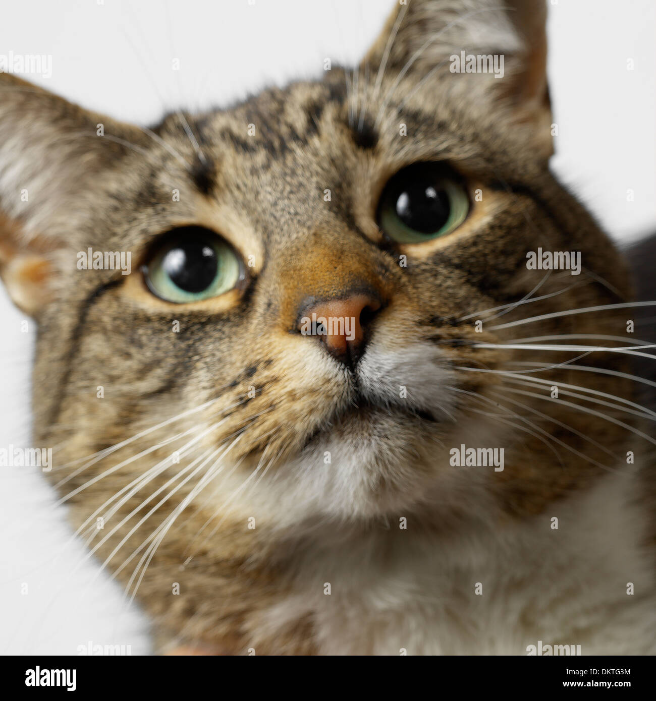 Tabby cat face hi-res stock photography and images - Alamy