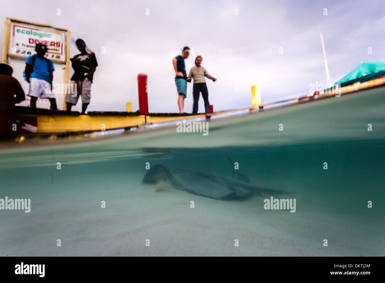 Tourists watch stingray approach dock underwater in Caribbean Stock ...