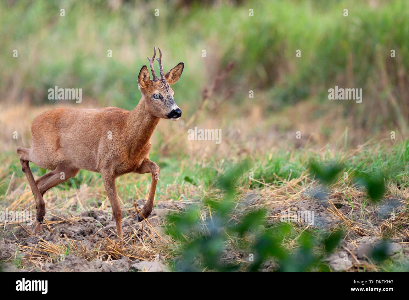 Walking roebuck in the wild, in a clearing Stock Photo - Alamy