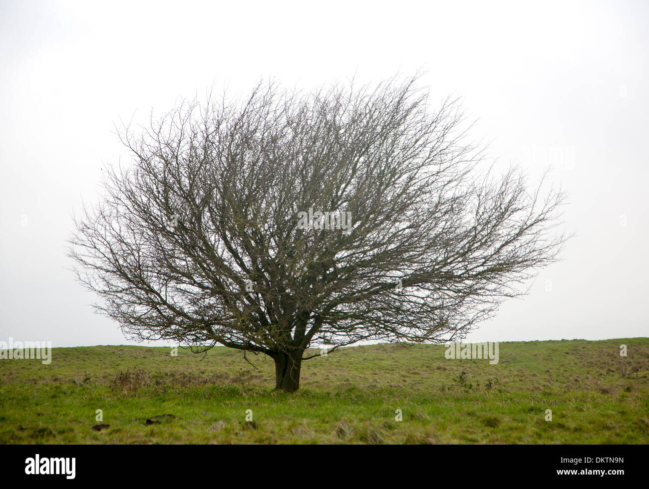 Bare leafless branches of small tree bush in winter, UK Stock Photo - Alamy