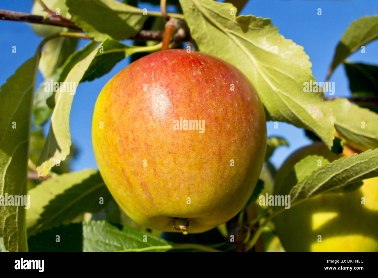 Cox's Orange Pippin apple ripening on a tree branch Stock Photo - Alamy