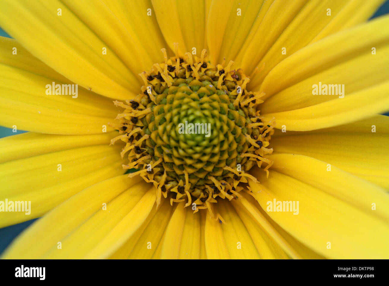 Ox eye plant hi-res stock photography and images - Alamy