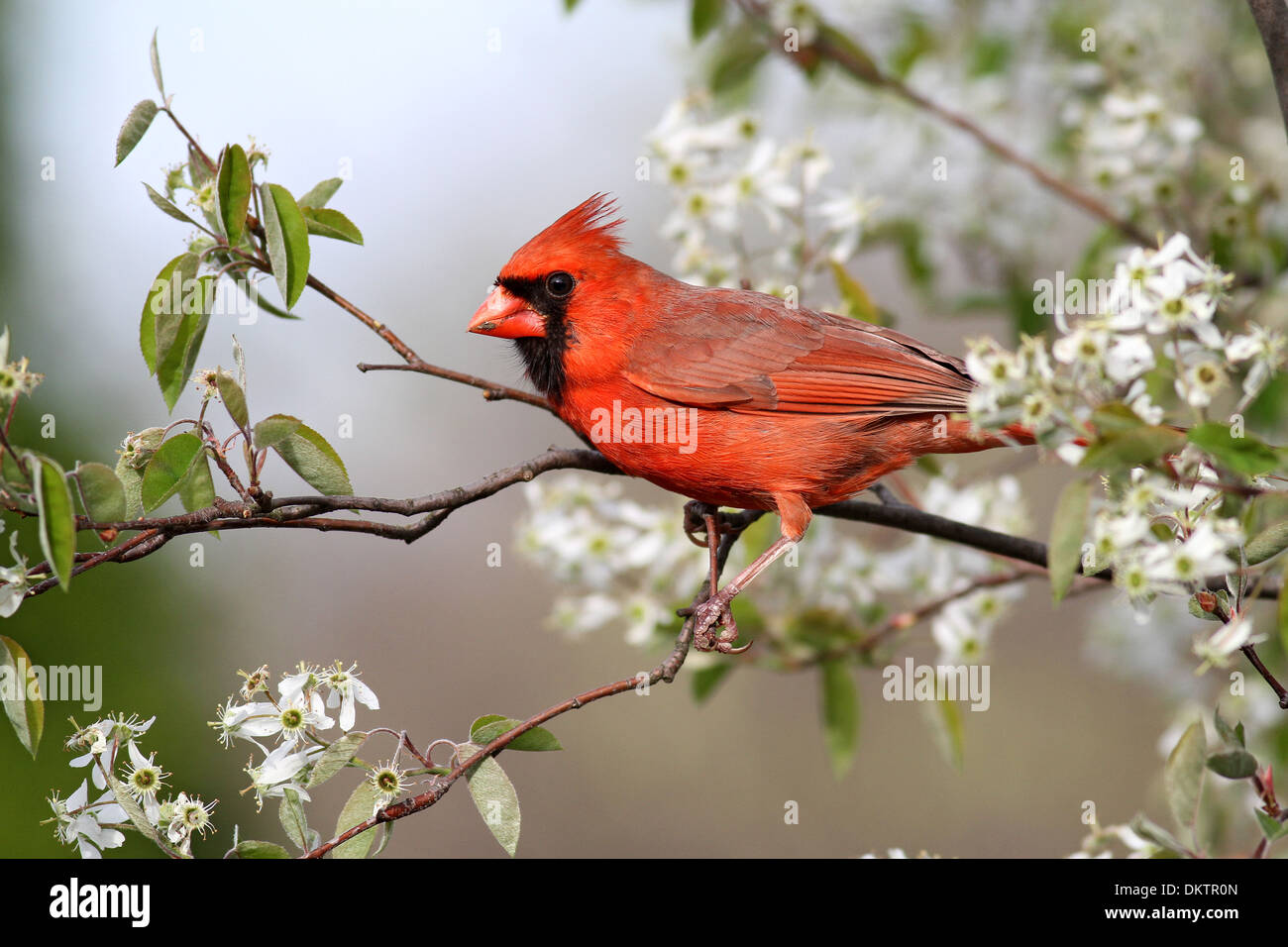 Cardinal flower bird hi-res stock photography and images - Alamy