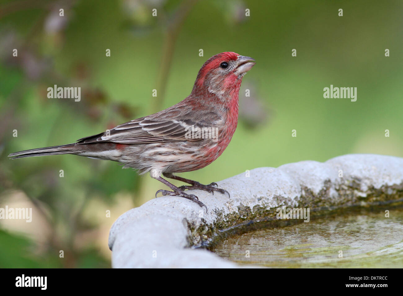 House finch environment hi-res stock photography and images - Alamy