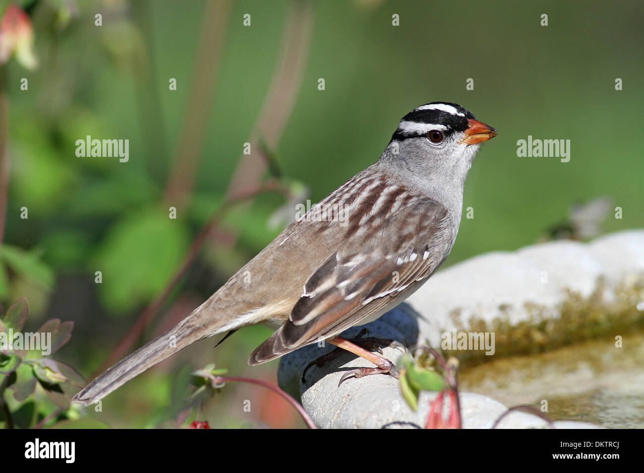 White-crowned sparrow at birdbath Stock Photo - Alamy
