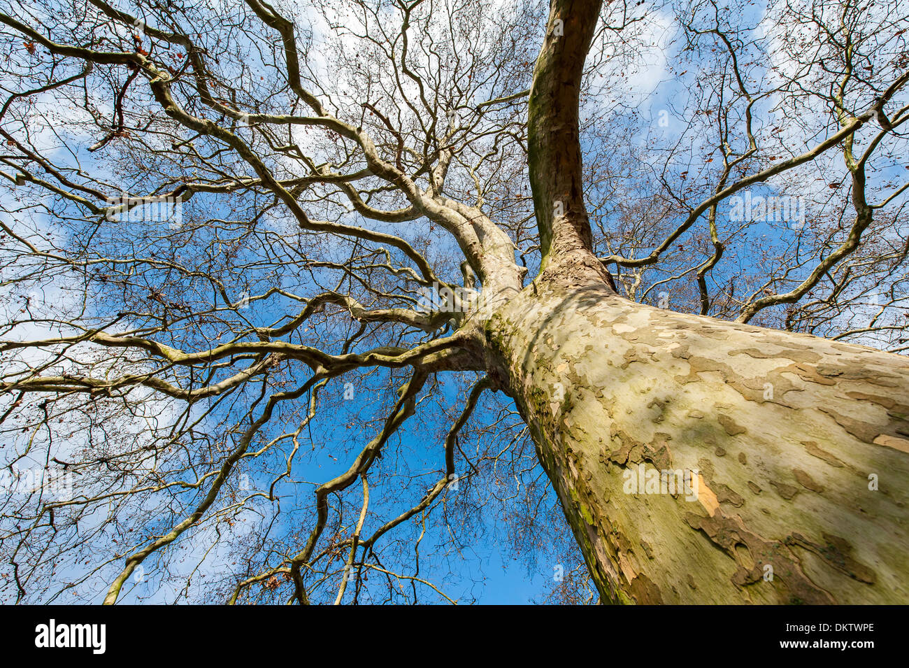 Oak tree without leaves in the sun Stock Photo - Alamy