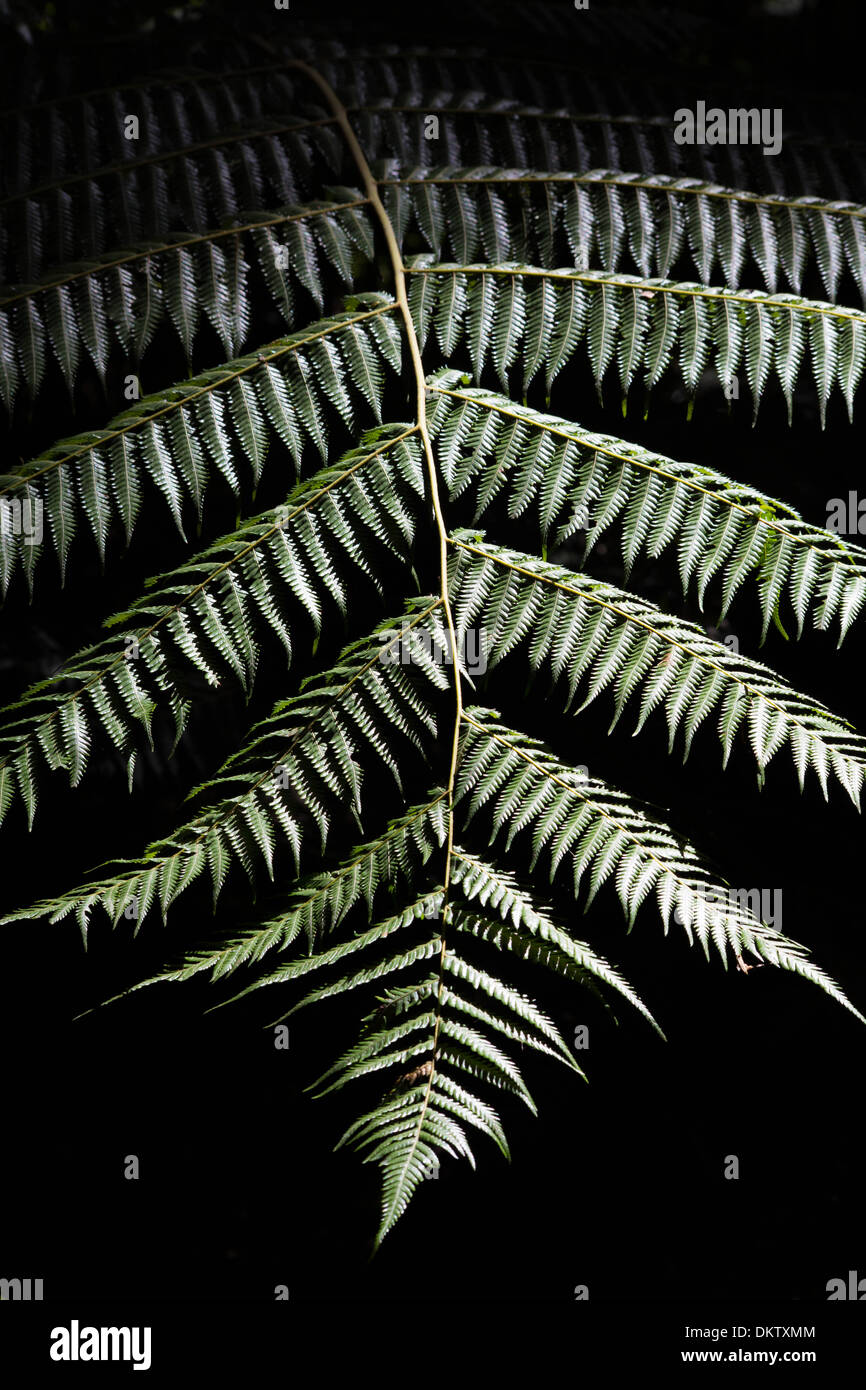 Flora of new zealand hi-res stock photography and images - Alamy