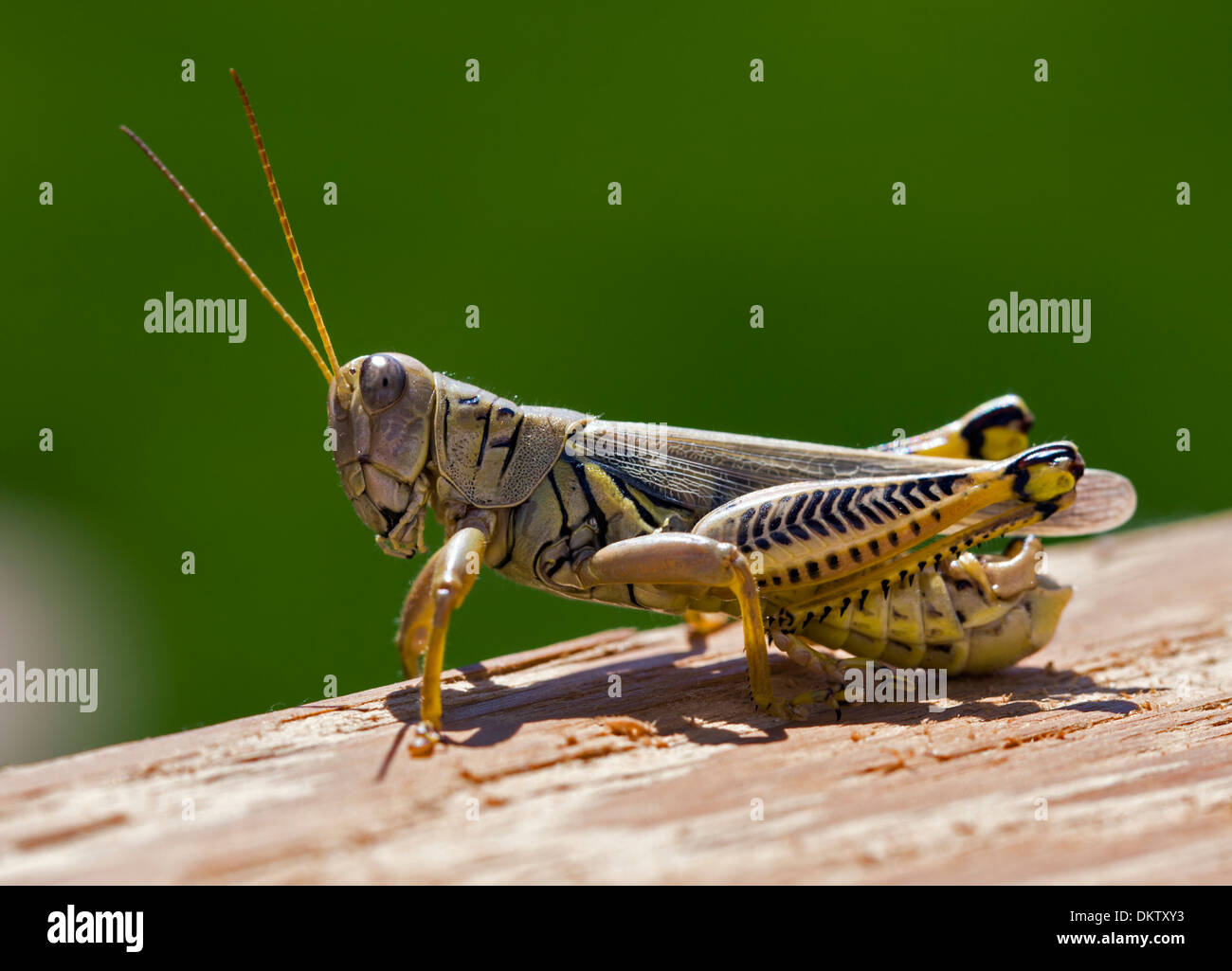 Grasshopper (Caelifera) on a wooden garden fence Stock Photo - Alamy