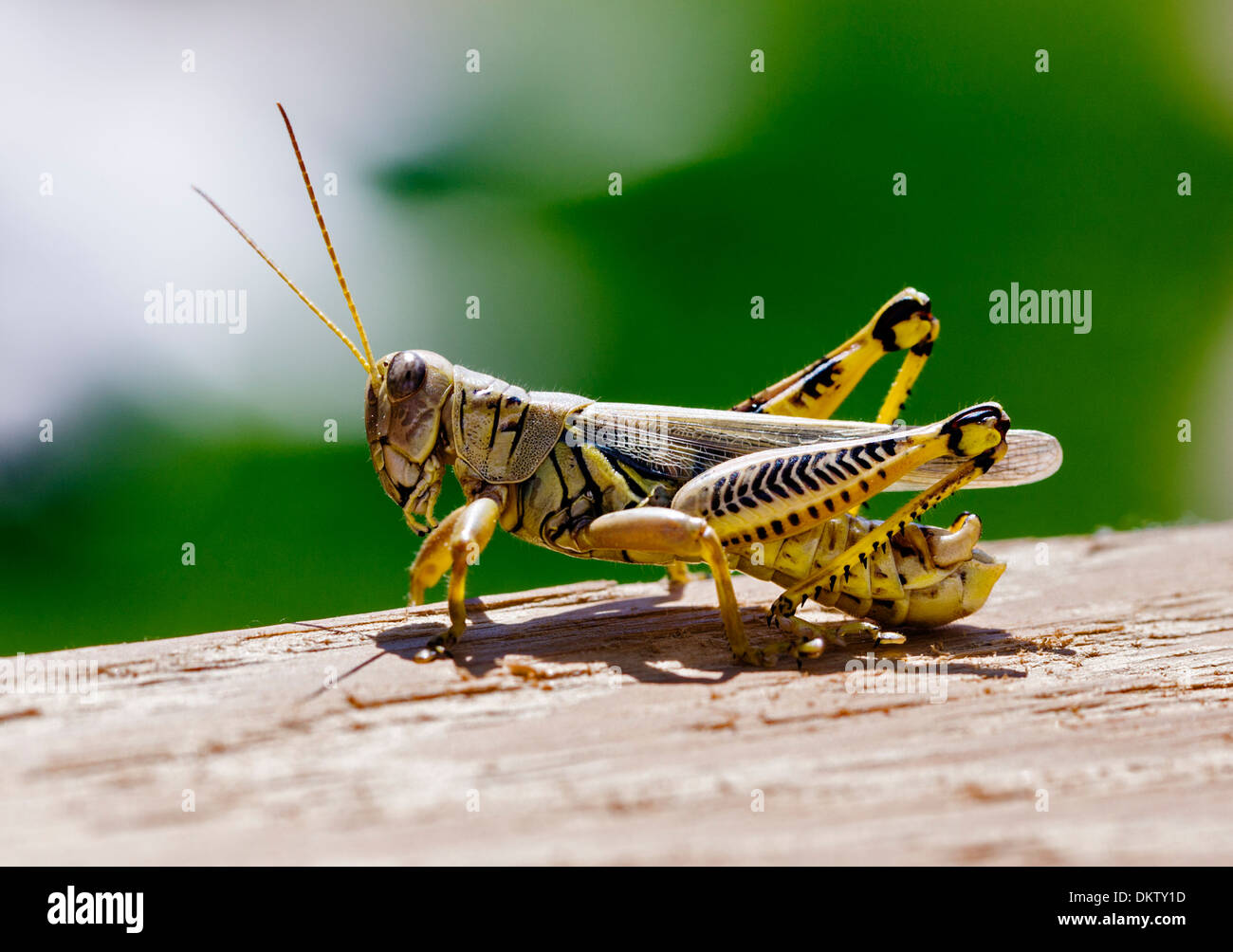 Grasshopper (Caelifera) on a wooden garden fence Stock Photo - Alamy