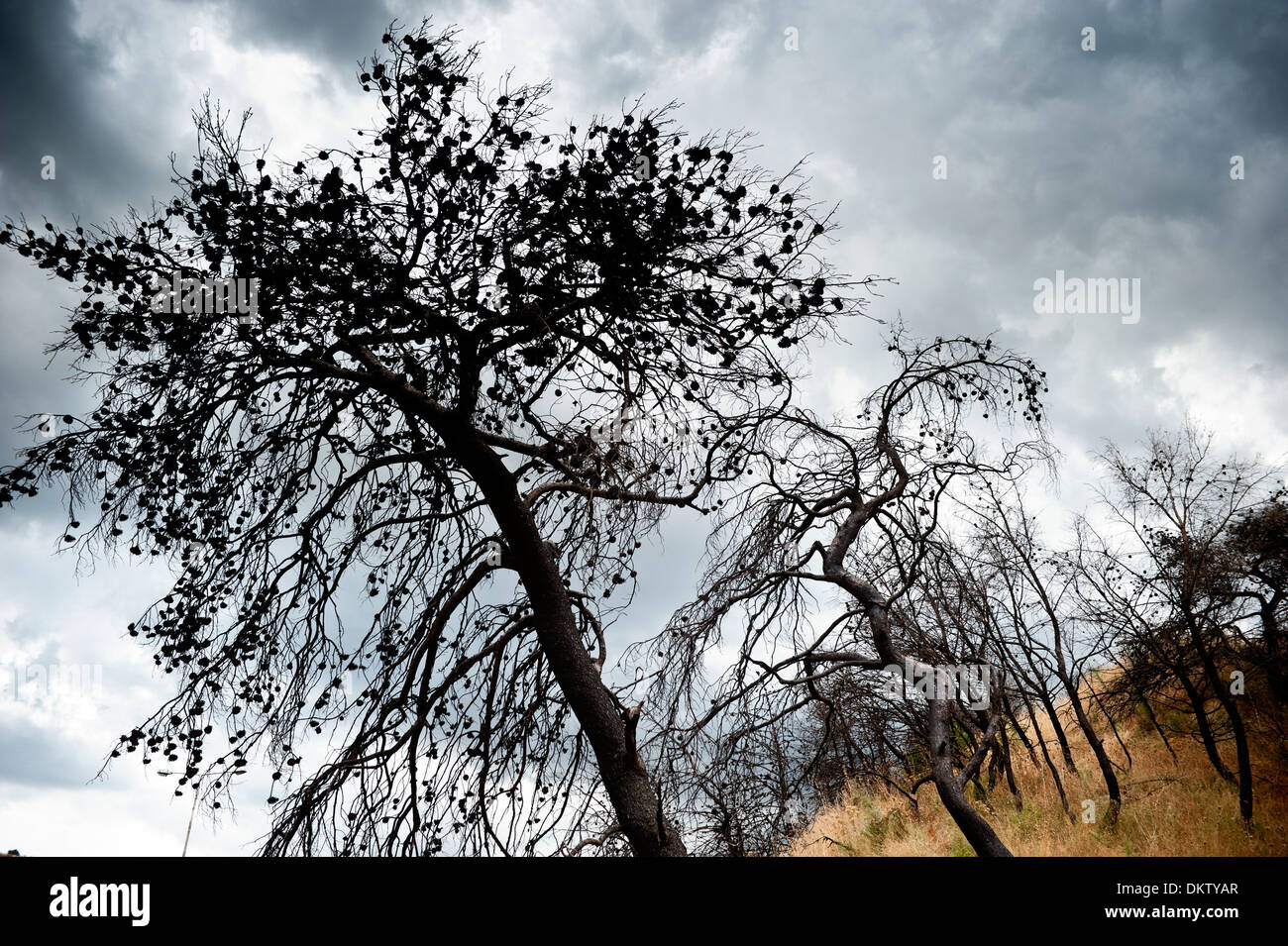 Pine trees destroyed hi-res stock photography and images - Alamy