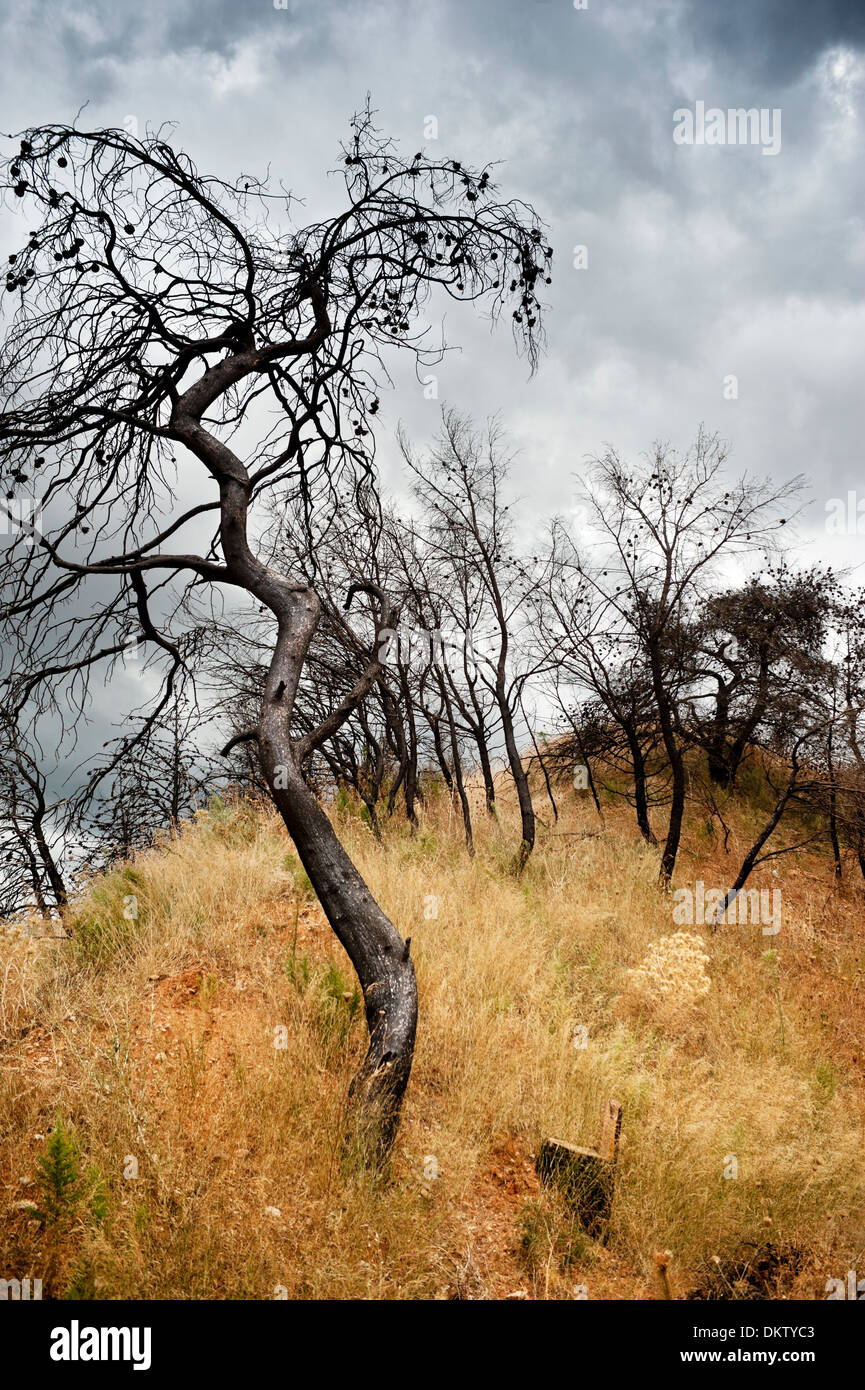 Burned pine trees after bush fire Stock Photo - Alamy