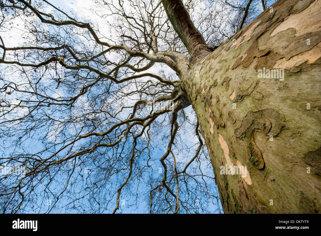 Oak tree without leaves in the sun Stock Photo - Alamy