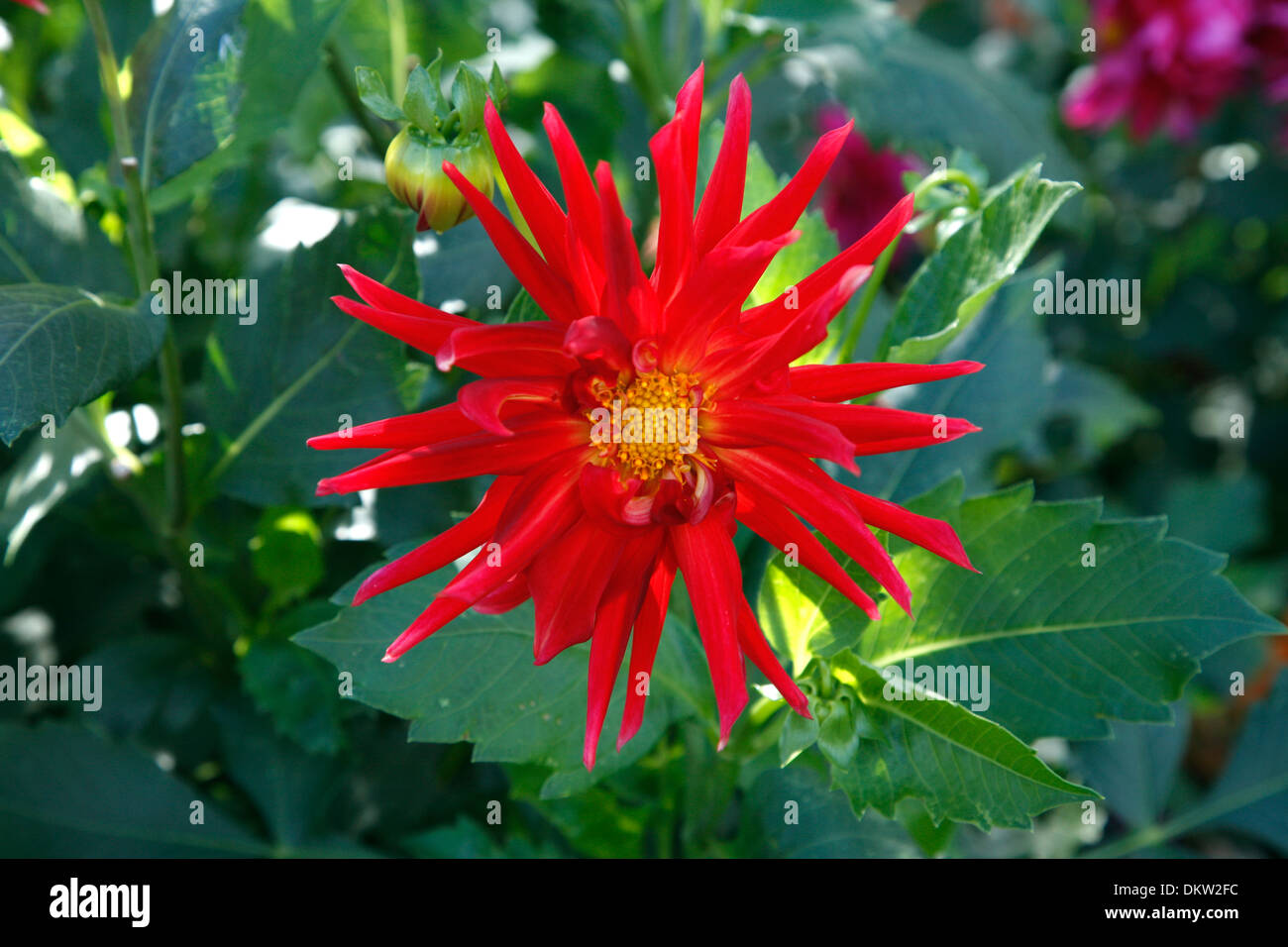 Dahlia red hi-res stock photography and images - Alamy