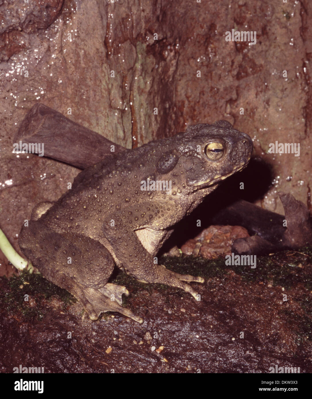 Asian common toad (Duttaphrynus melanostictus Stock Photo - Alamy