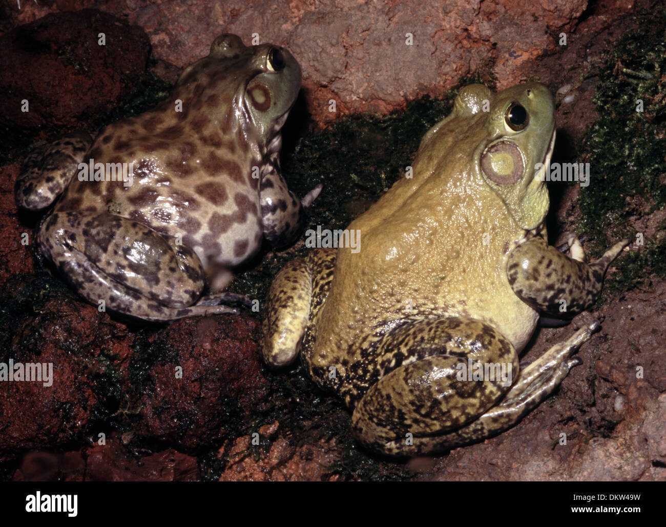 Bull frog (Rana catesbeiana Stock Photo - Alamy