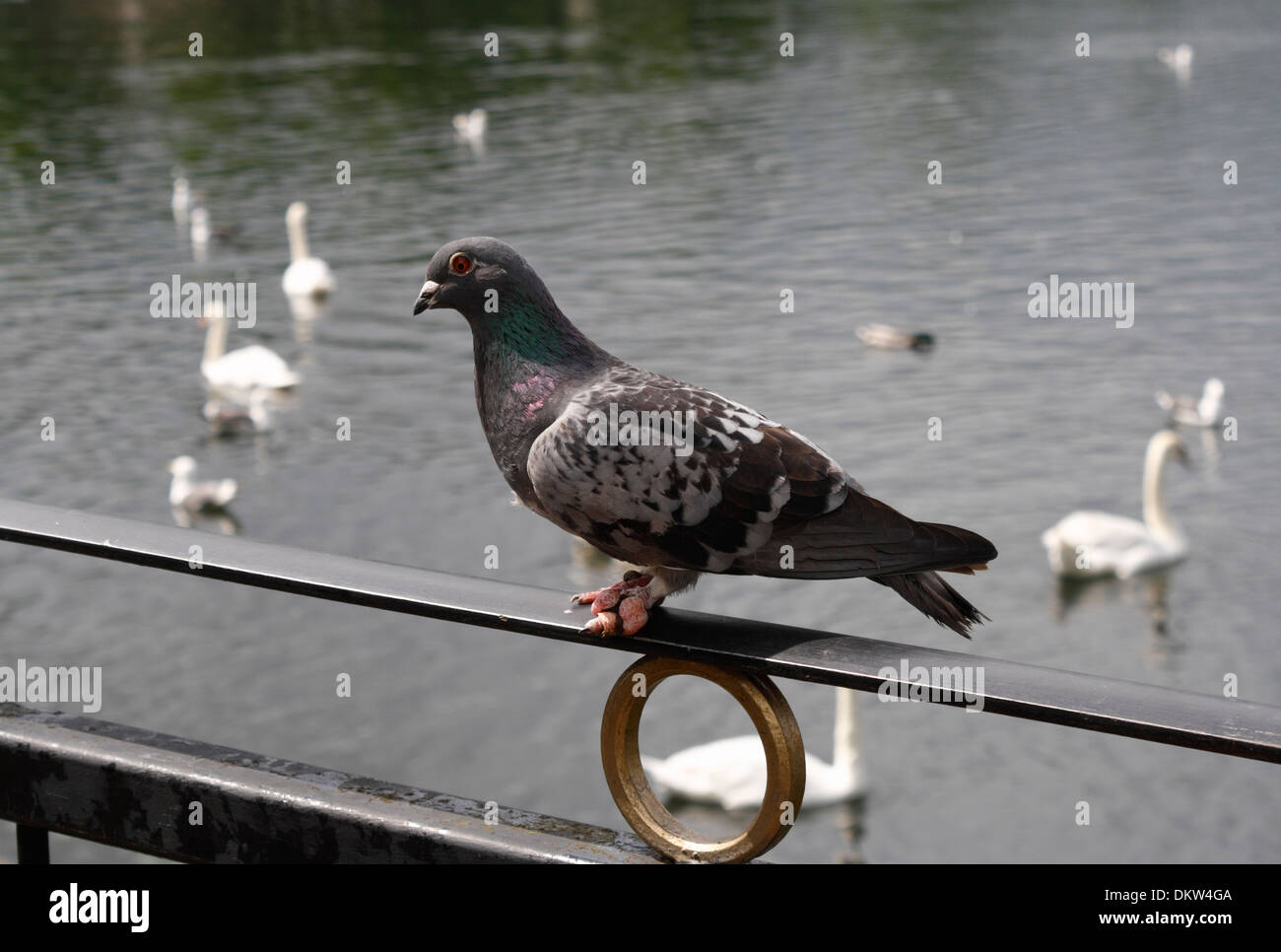 Swollen foot hi-res stock photography and images - Alamy