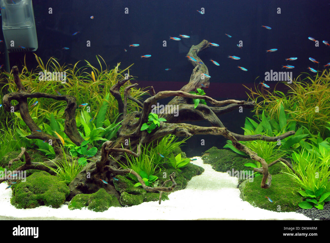 Tropical freshwater aquarium Stock Photo - Alamy