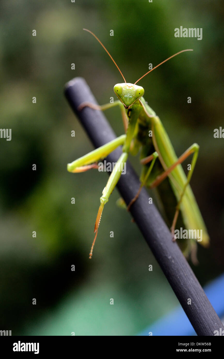 European Mantis or Praying mantis, Mantis religiosa Stock Photo - Alamy
