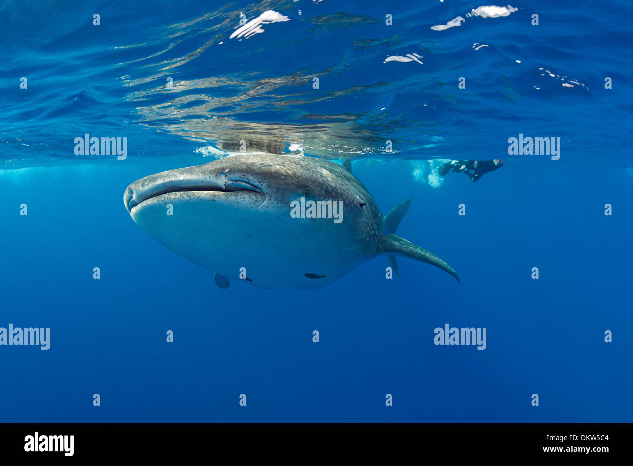 Shark whale 85 hi-res stock photography and images - Alamy