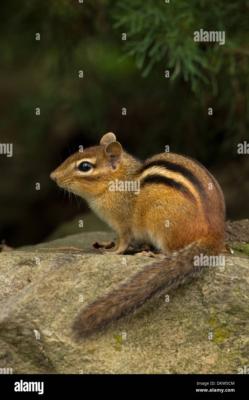 Eastern Chipmunk (Tamias striatus), New York Stock Photo - Alamy