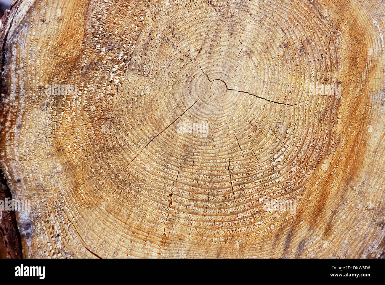 Jars cut stone pine trees Stock Photo - Alamy