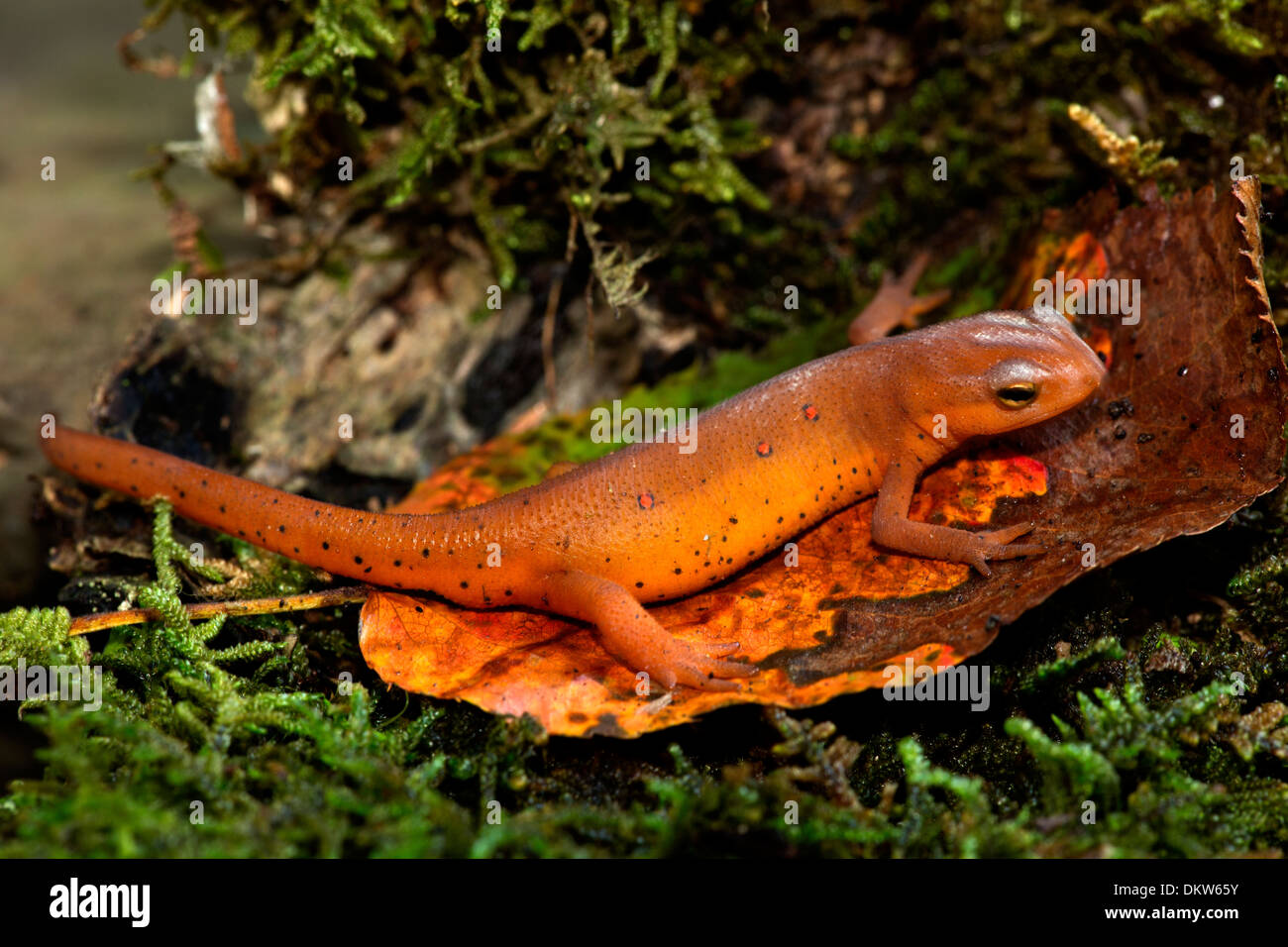 Red-spotted newt, Notophthalmus viridescens, Red eft (terrestrial phase ...