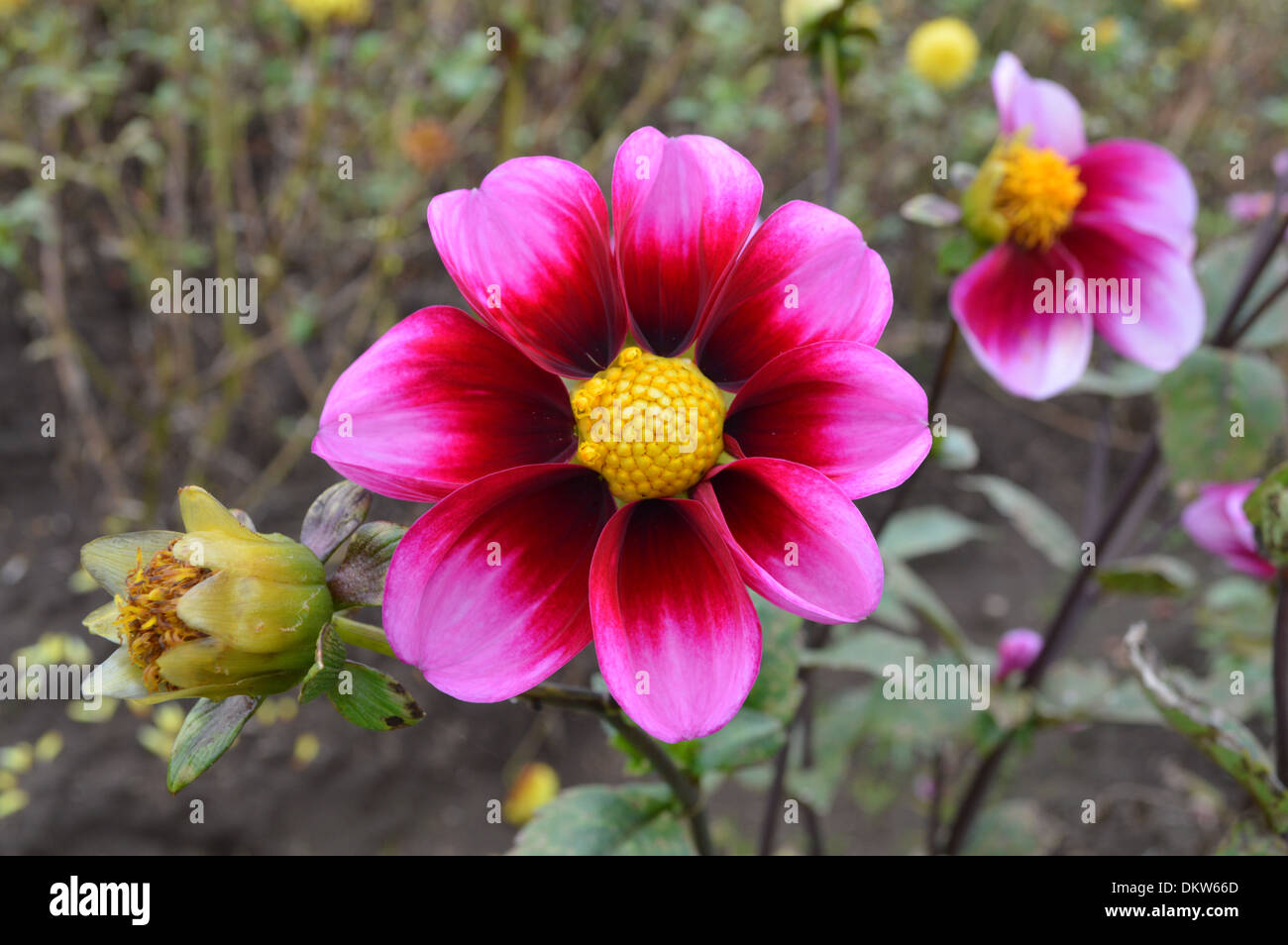 Bashful dahlia hi-res stock photography and images - Alamy