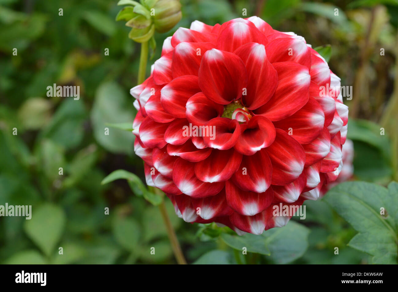 Red and white checkers hi-res stock photography and images - Alamy