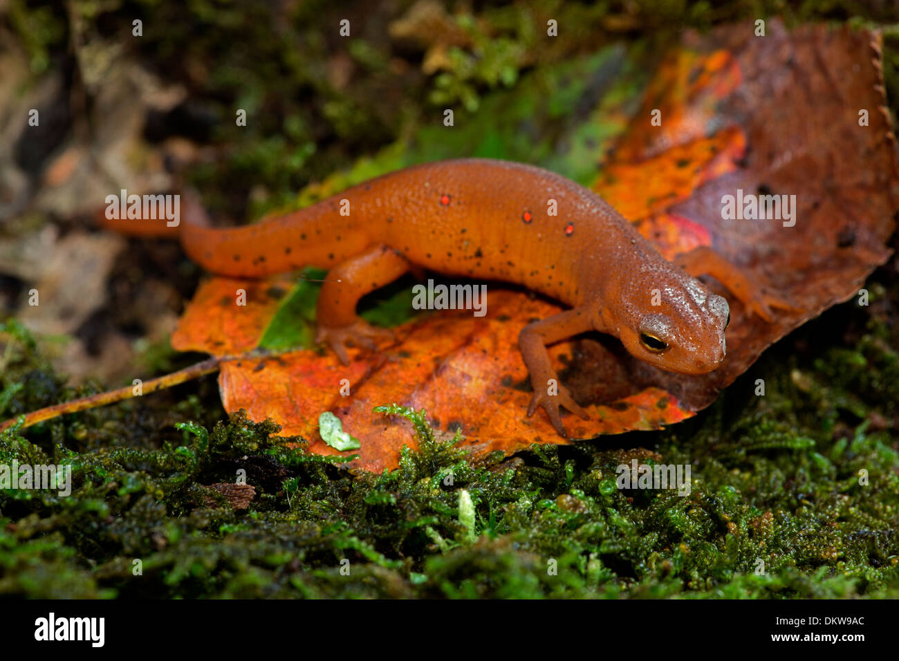 Red-spotted newt, Notophthalmus viridescens, Red eft (terrestrial phase ...