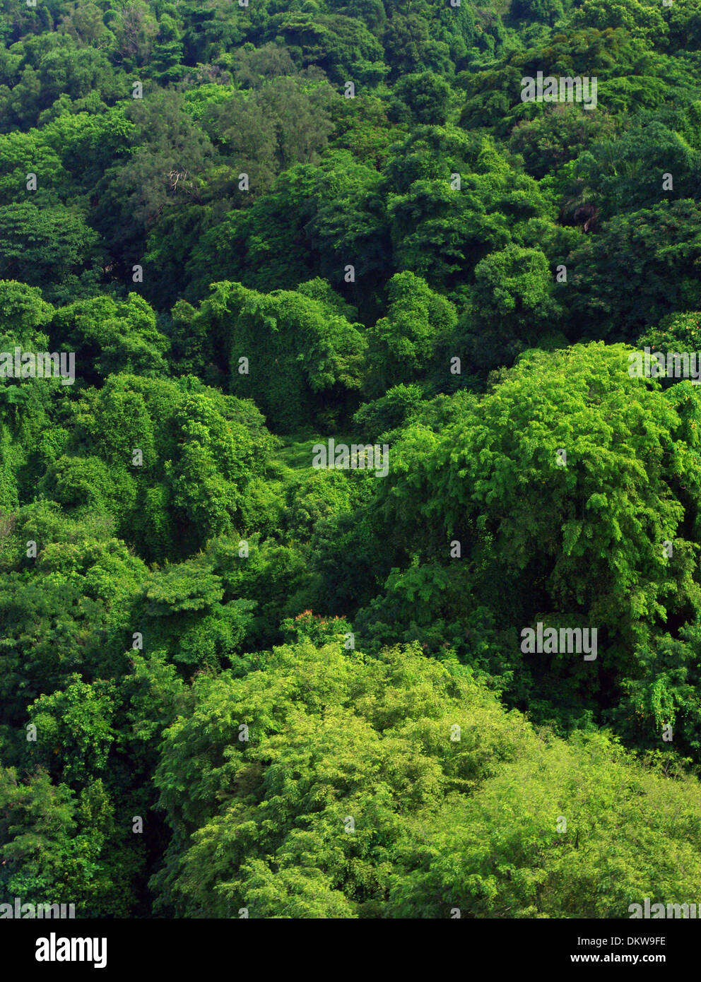 Pluvial forest, Malaysia Stock Photo - Alamy