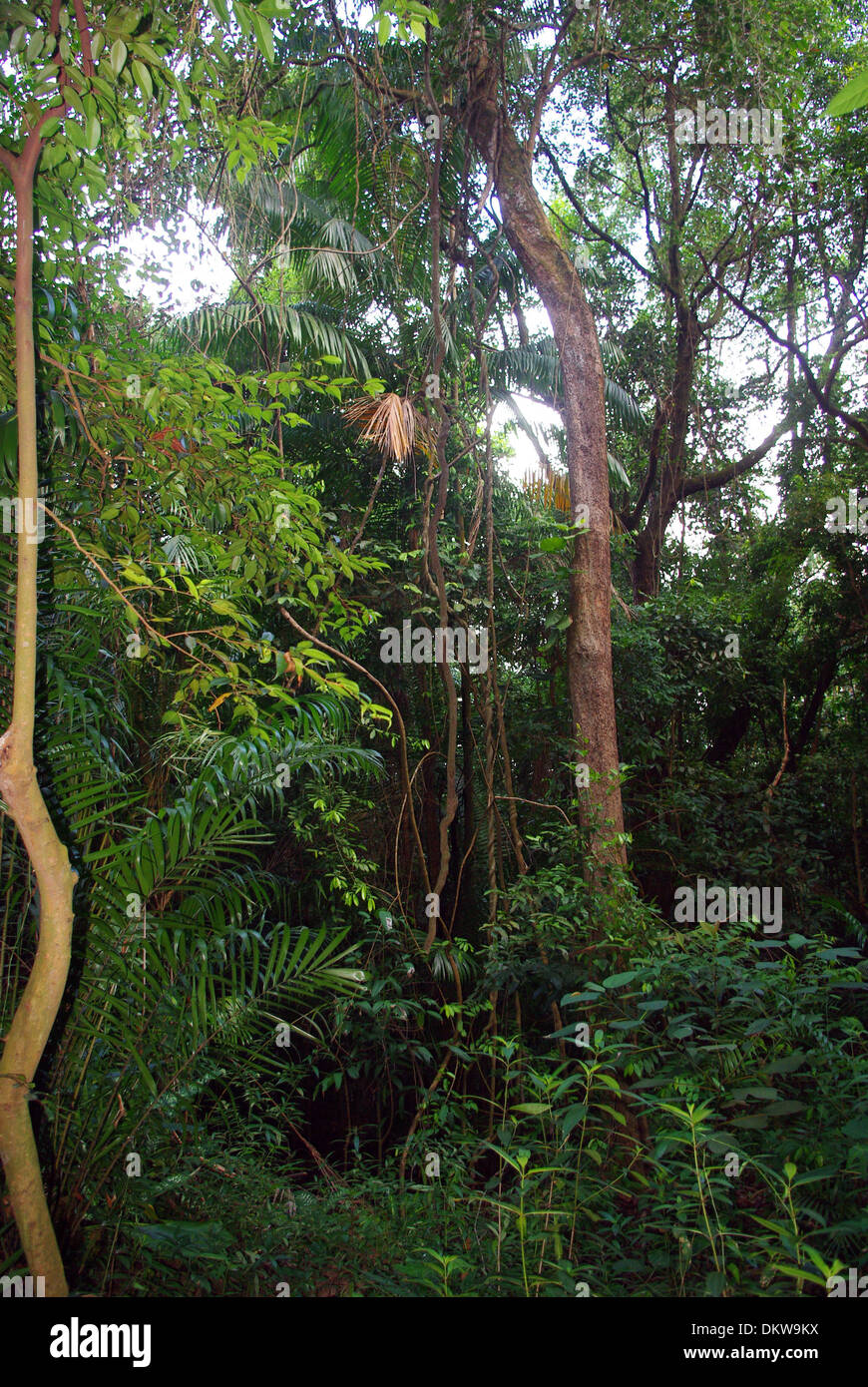 Pluvial forest hi-res stock photography and images - Alamy